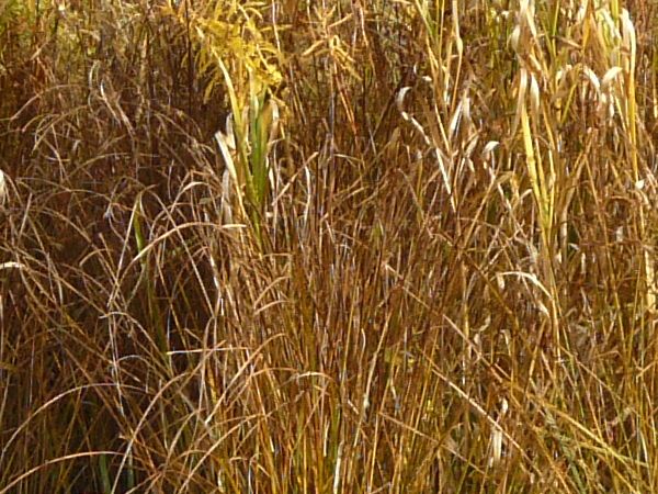 tall grass texture 0005 - Texturelib